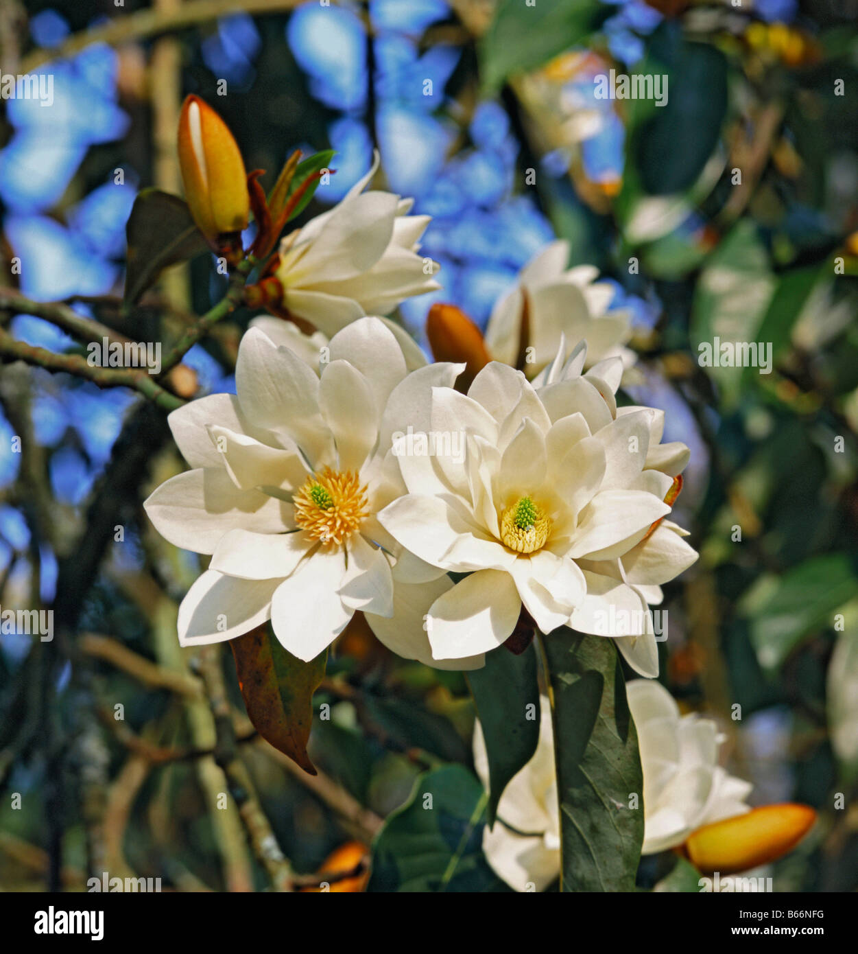 Michelia hi-res stock photography and images - Alamy