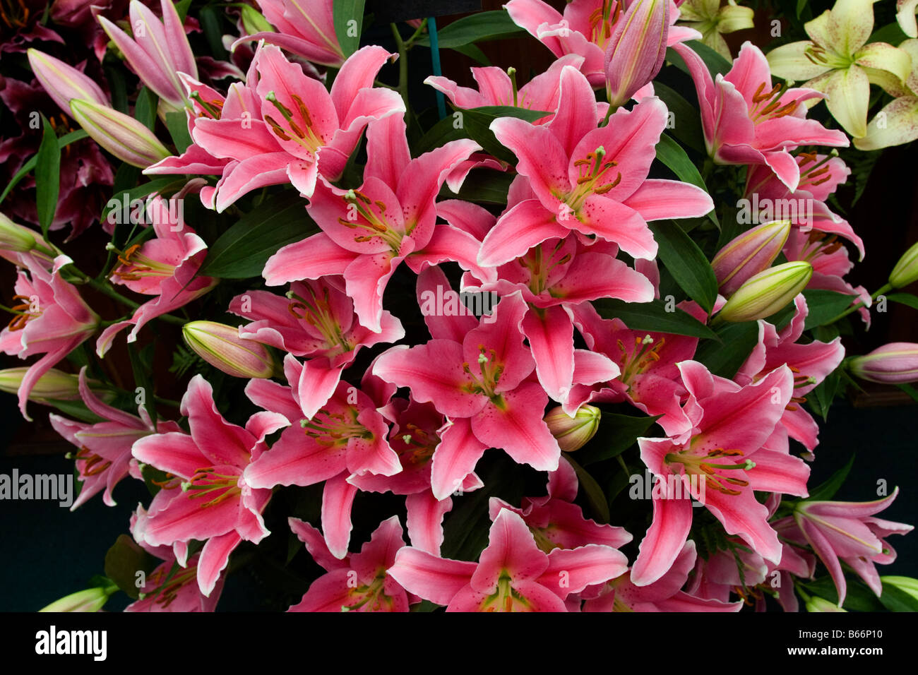 Corola hi-res stock photography and images - Alamy