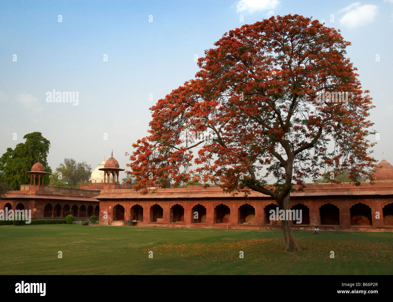 A tree with red foliage in the gardens of the Taj Mahal complex, Agra ...