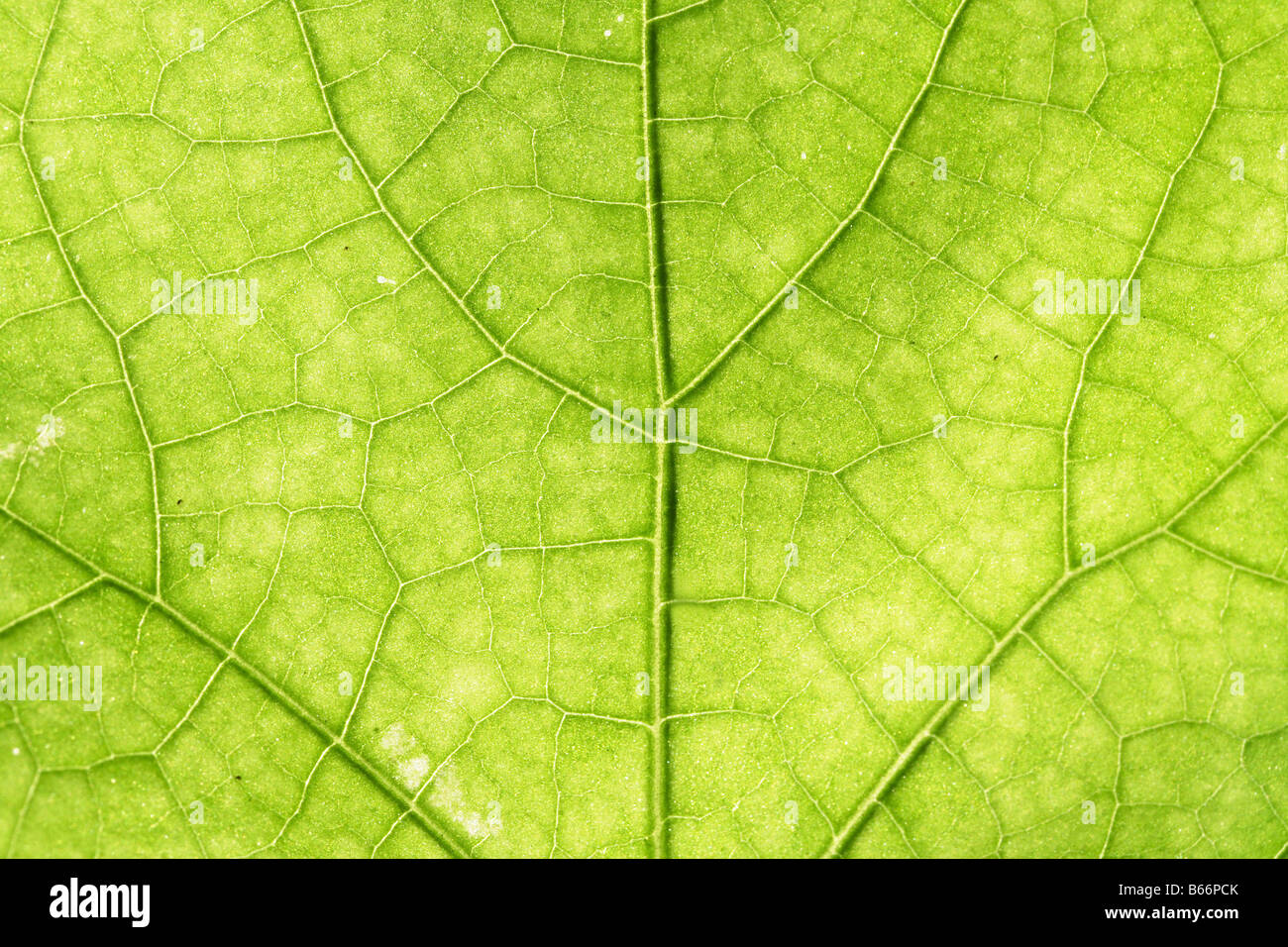 Tree Leaf Veins High Resolution Stock Photography and Images - Alamy