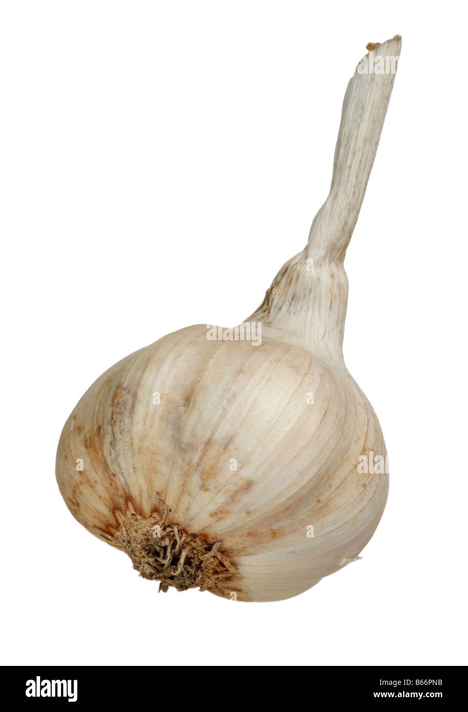 Garlic head cut out hi-res stock photography and images - Alamy