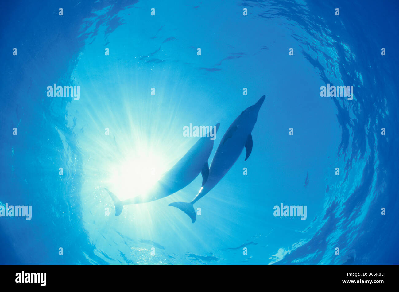 Wild dolphin bahamas hi-res stock photography and images - Alamy