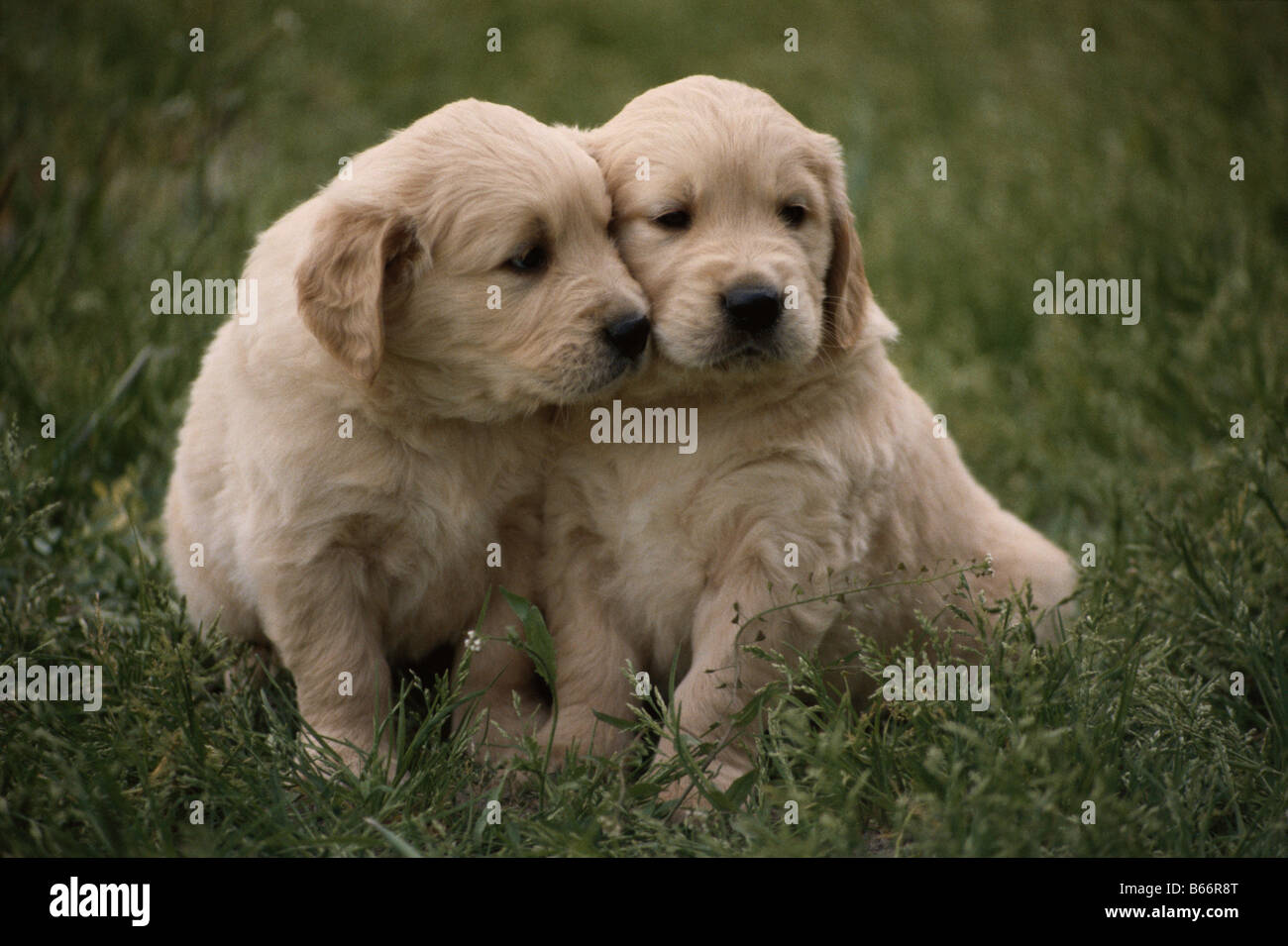 Two Golden Retriever Puppies Stock Photo - Alamy