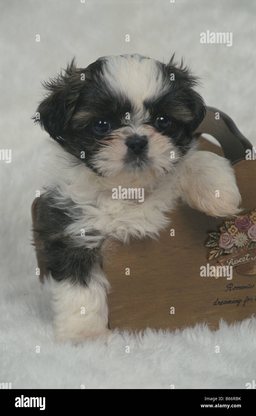 Shih tsu hi-res stock photography and images - Alamy