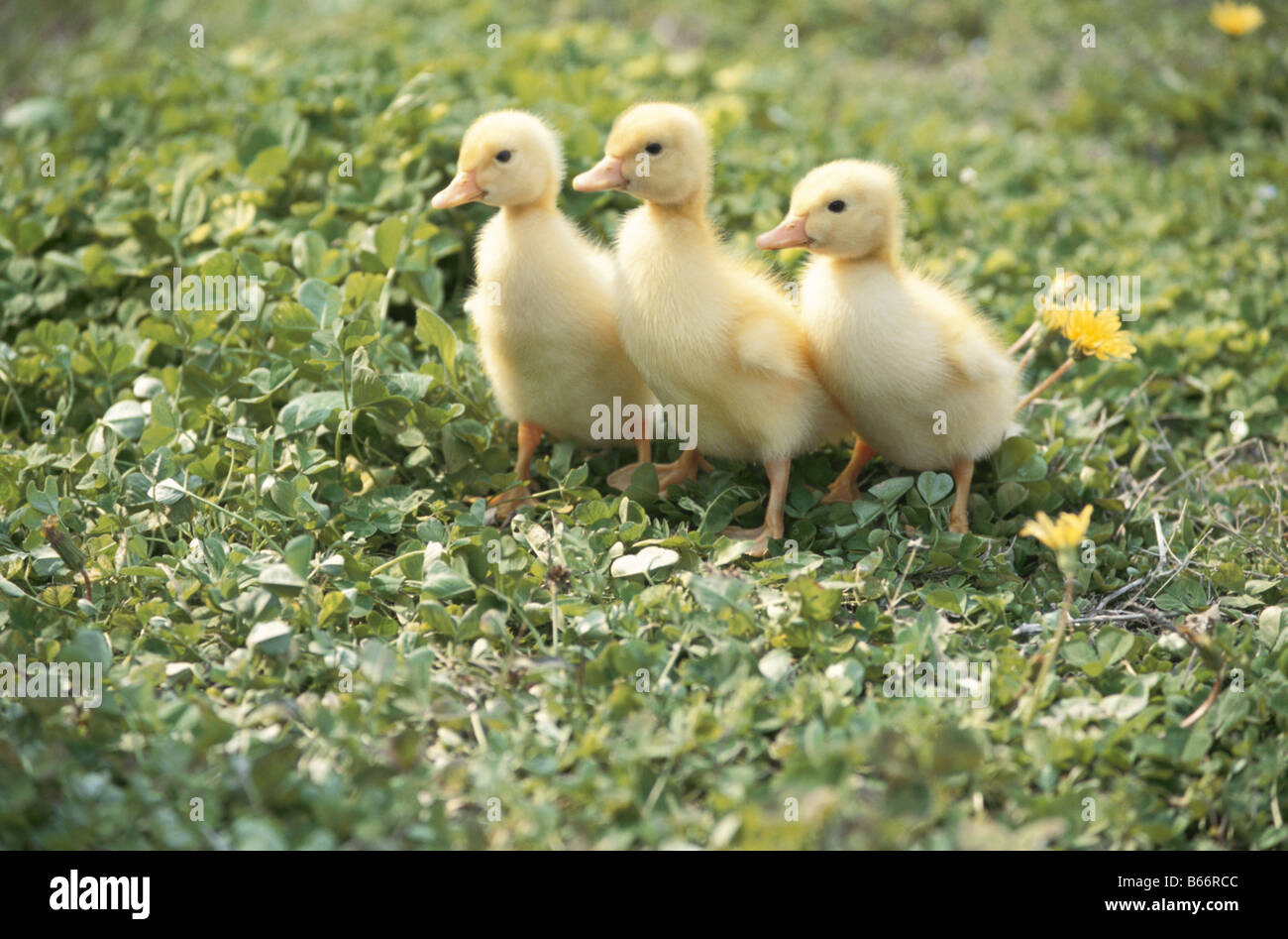 Three ducklings hi-res stock photography and images - Alamy