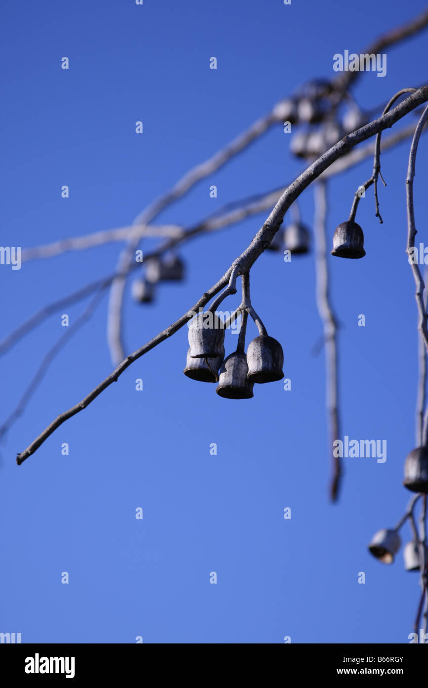 An Interesting Australian Tree Branch Stock Photo - Alamy