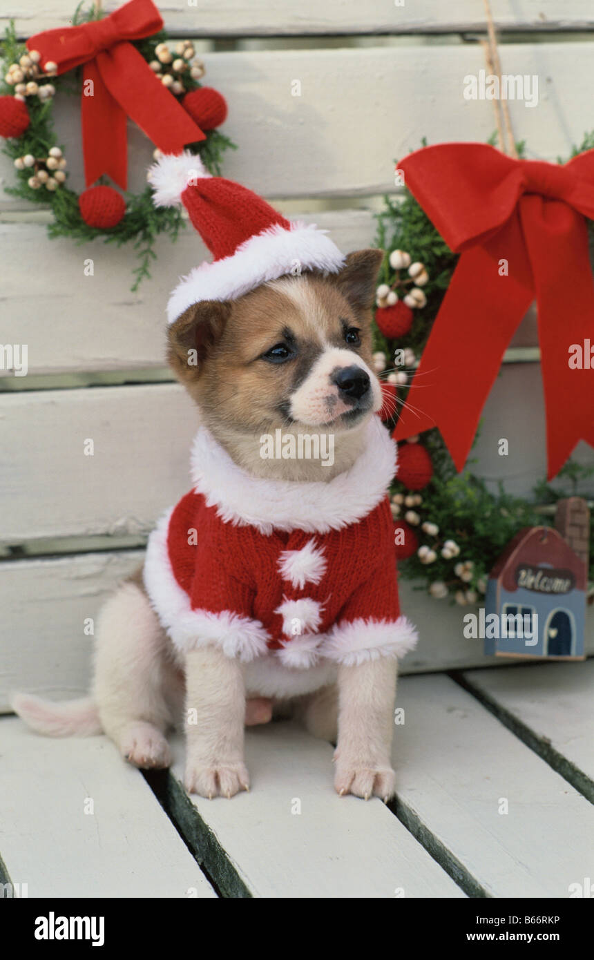 Dog Dressed Up as Santa Claus Stock Photo - Alamy
