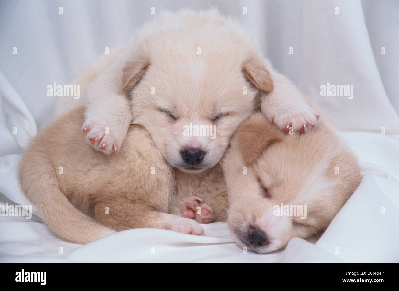 Two puppies hi-res stock photography and images - Alamy