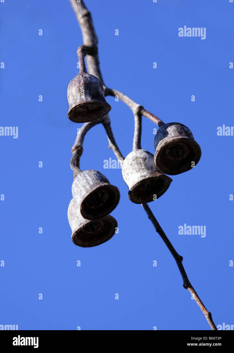 Interesting Bell Shapes On Tree Branch Stock Photo - Alamy