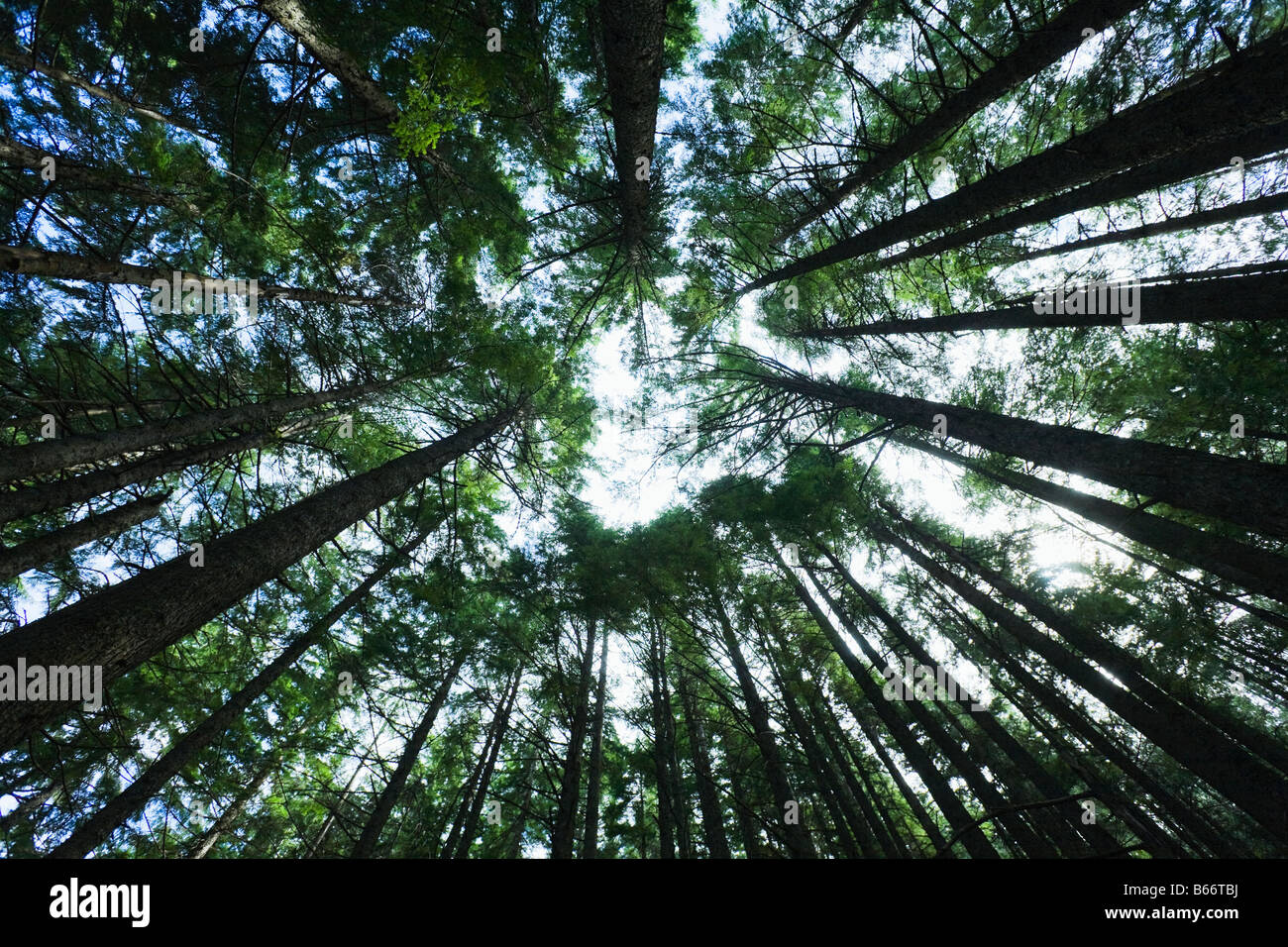 View looking straight up in a previously logged forest Stock Photo - Alamy