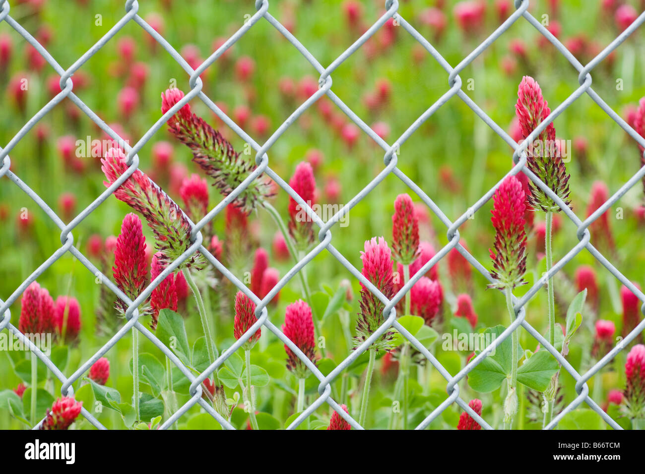 A field of clover in bloom Stock Photo - Alamy