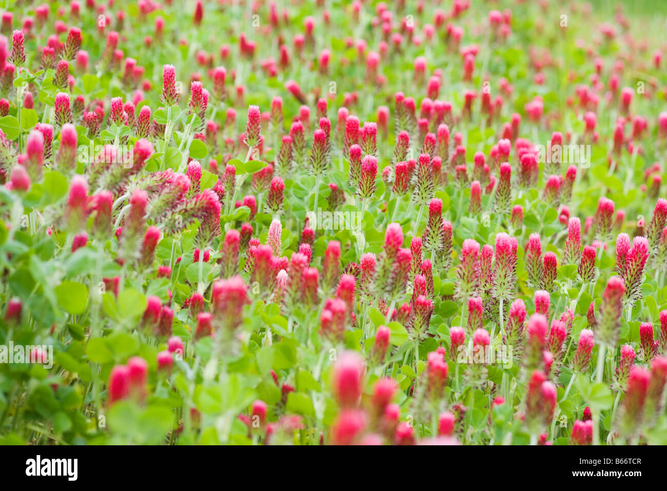 Field of clover in bloom Stock Photo - Alamy