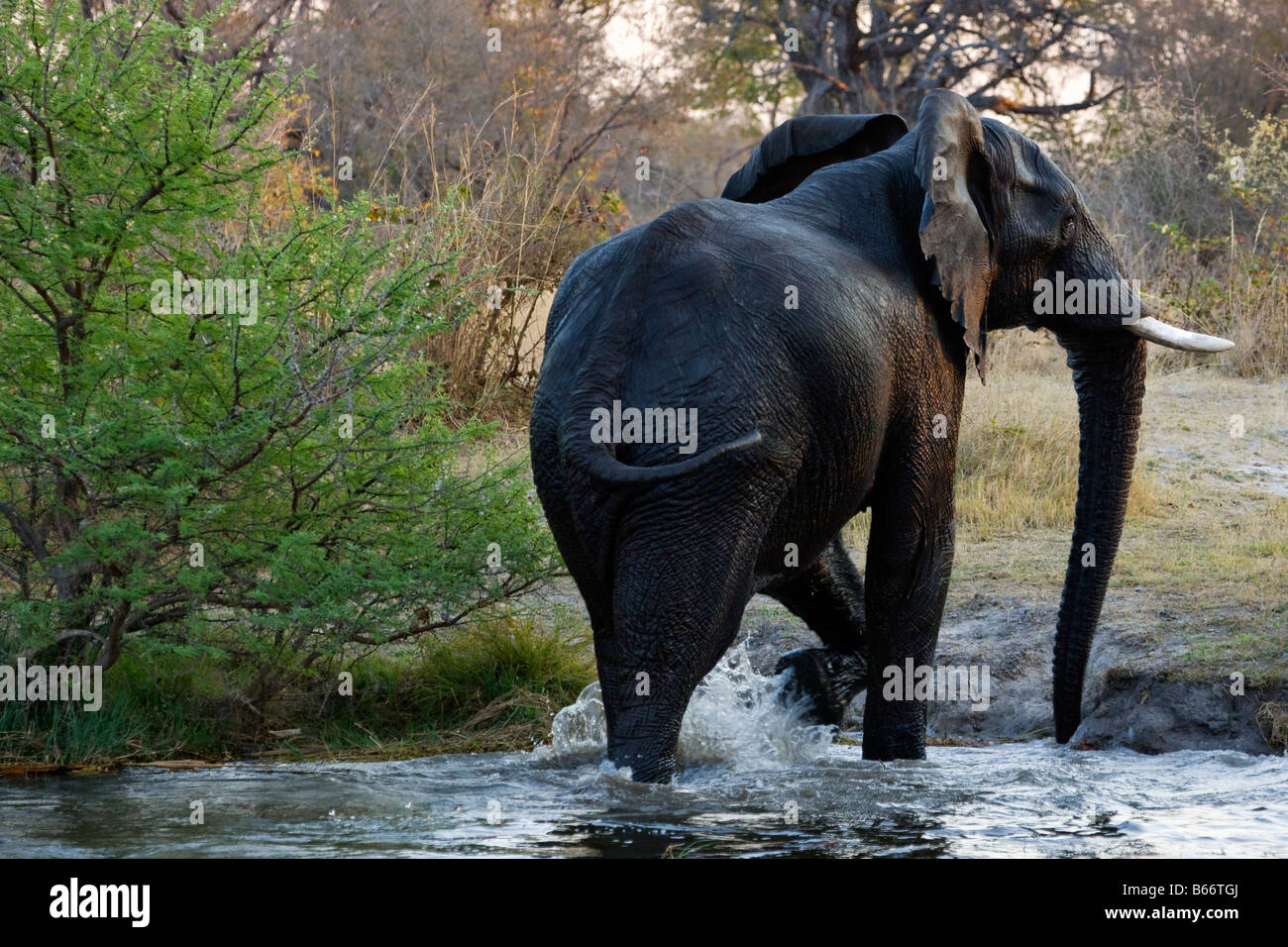 Linyanti Swamp High Resolution Stock Photography and Images - Alamy