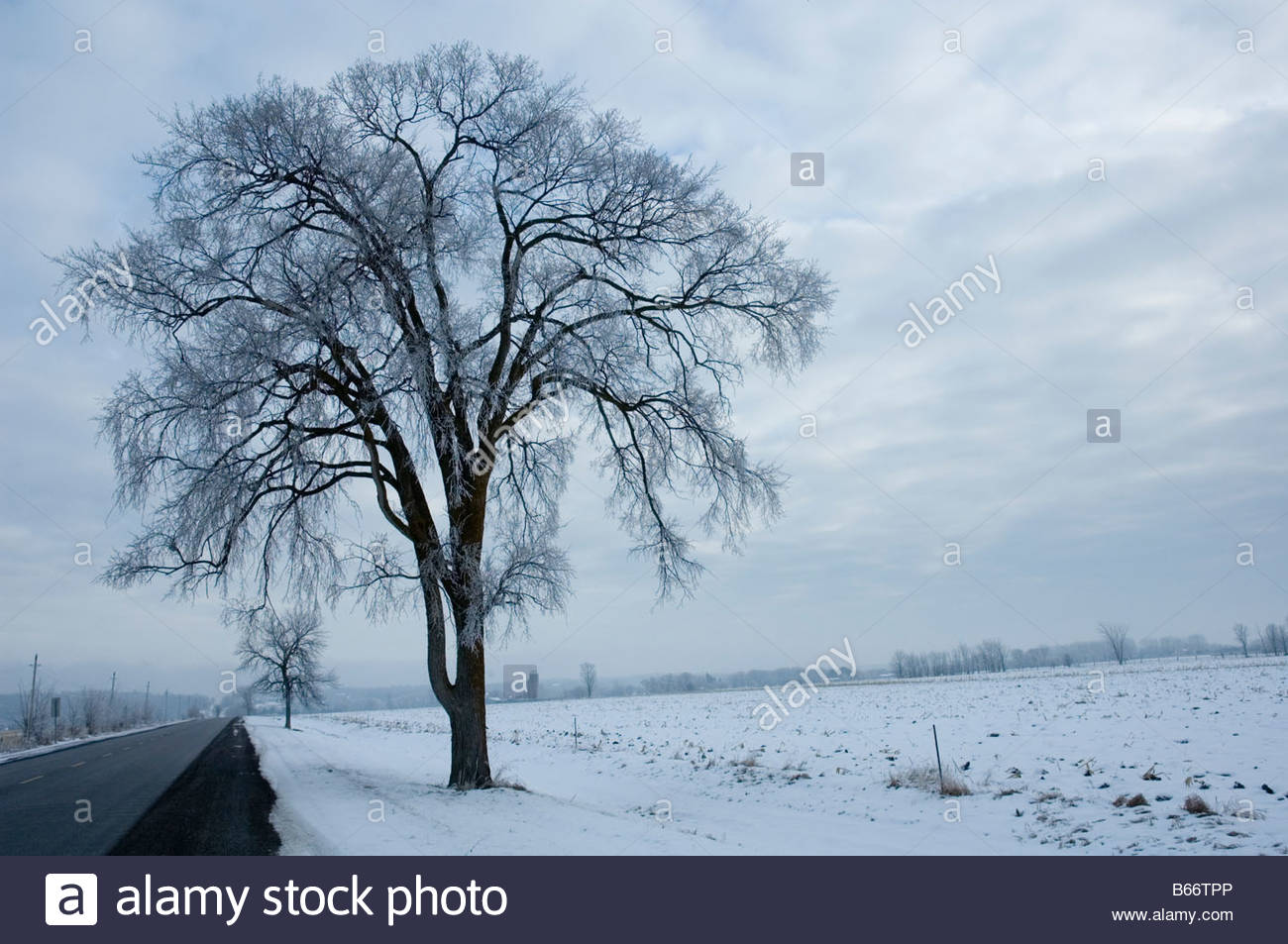 American Elm Stock Photos & American Elm Stock Images - Alamy