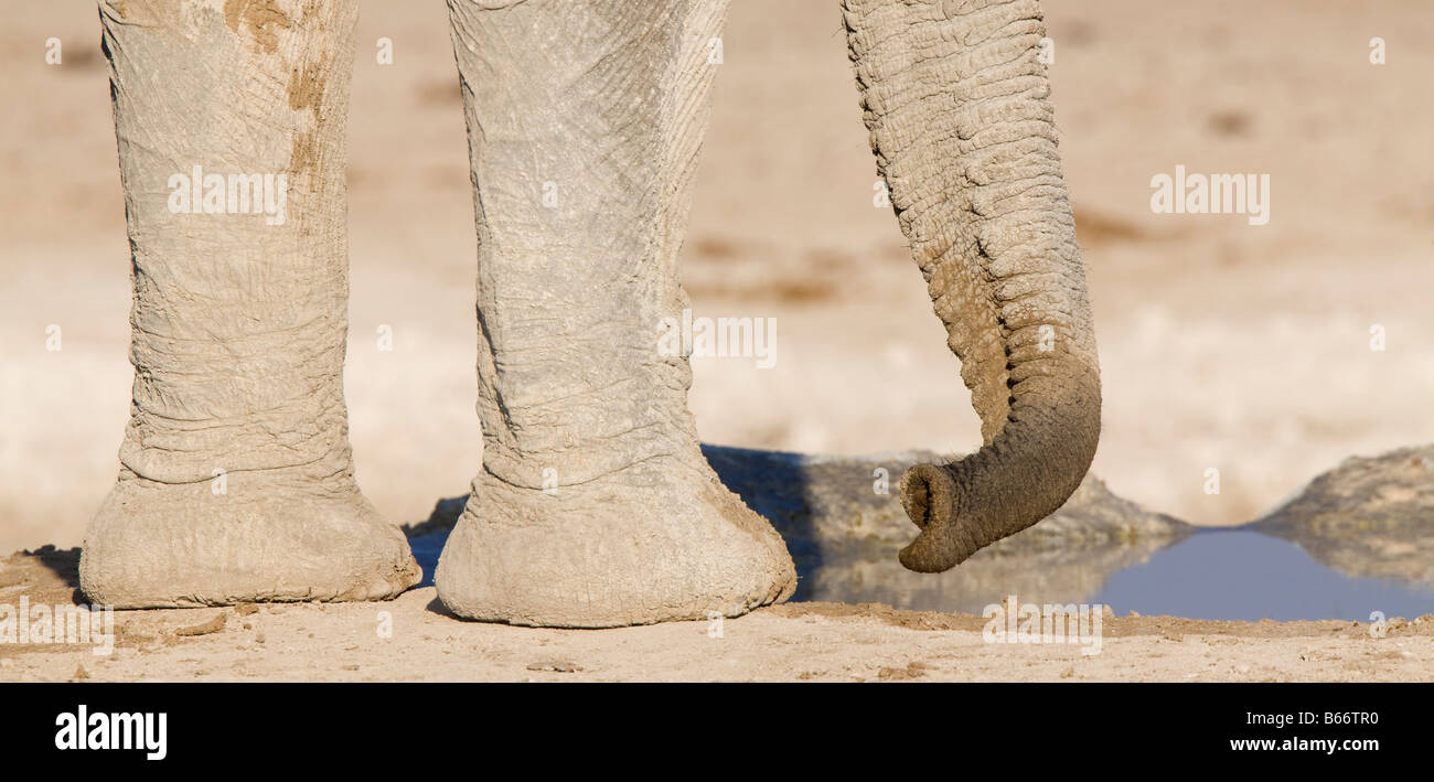 Elephant feet hi-res stock photography and images - Alamy