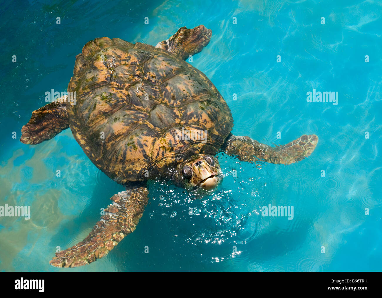 Turtle at Tamar project for preservation of sea turtles, Praia do Forte ...