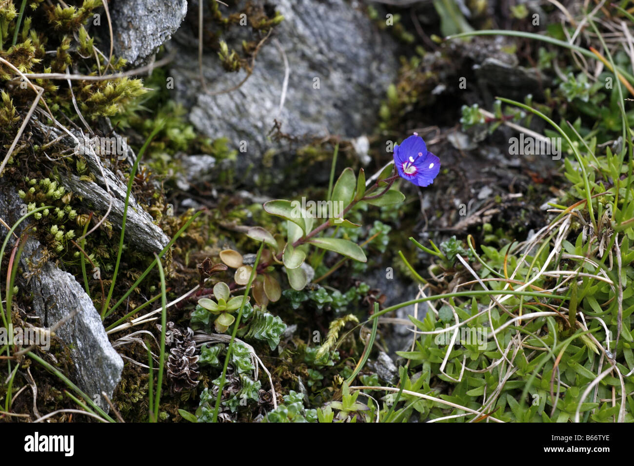 Veronica fruticans hi-res stock photography and images - Alamy