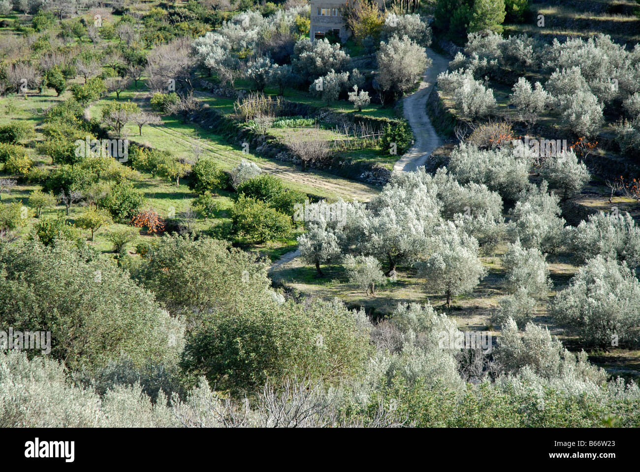 Terraces olive trees hi-res stock photography and images - Alamy