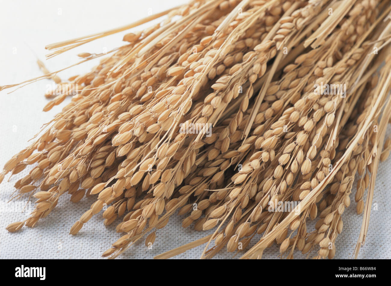 Bunch rice plant hi-res stock photography and images - Alamy
