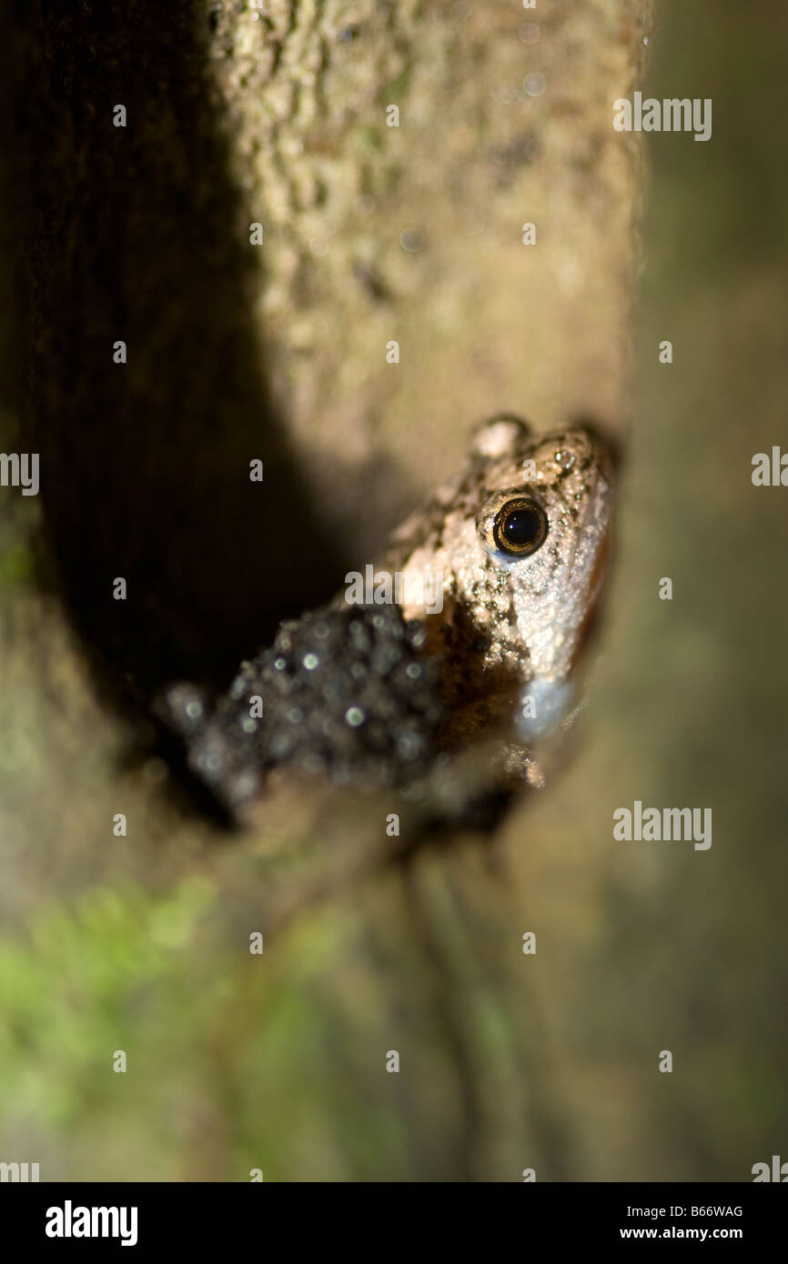 Tree hole frog hi-res stock photography and images - Alamy