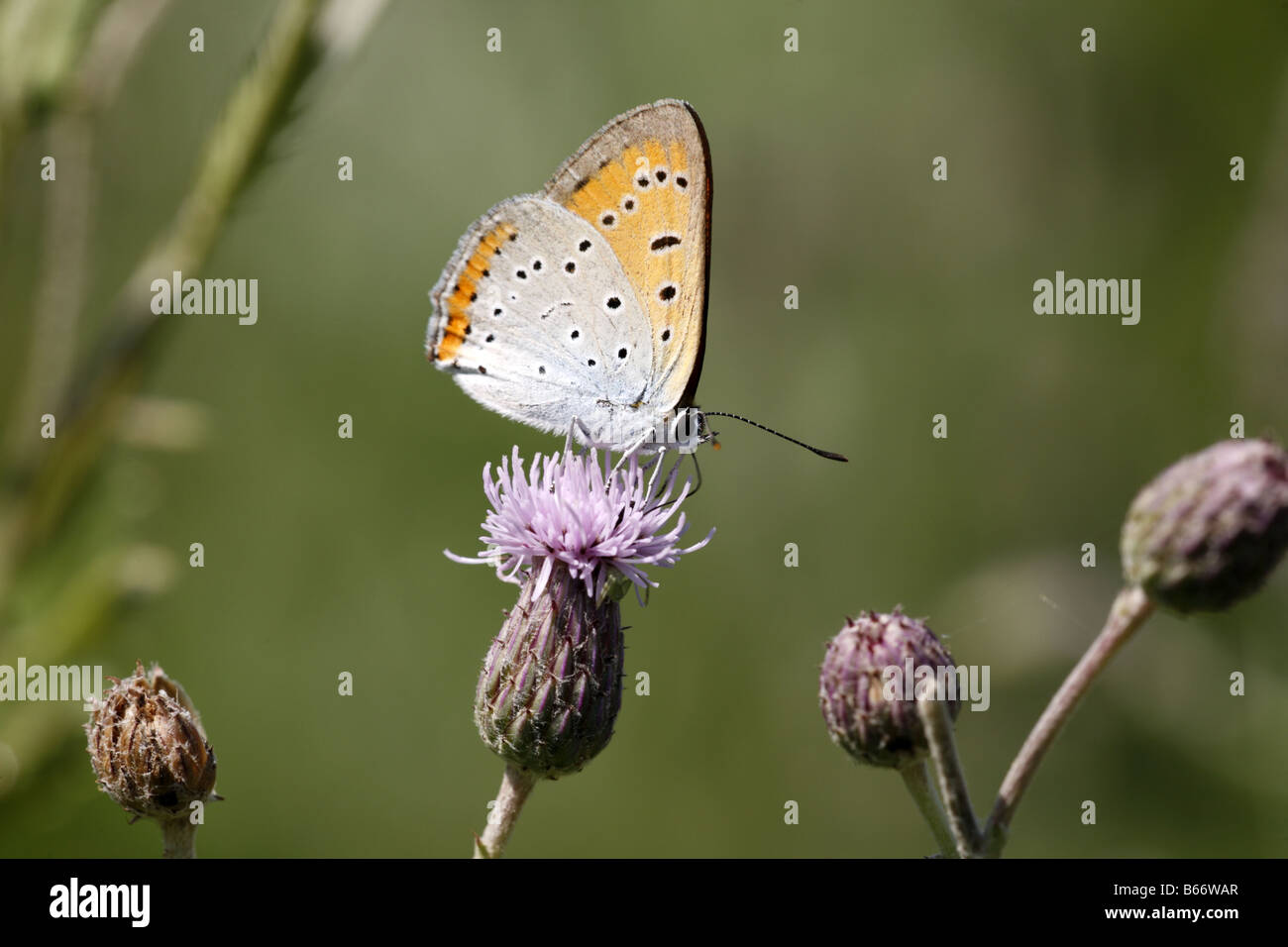 Lycaena dispar bulgaria hi-res stock photography and images - Alamy