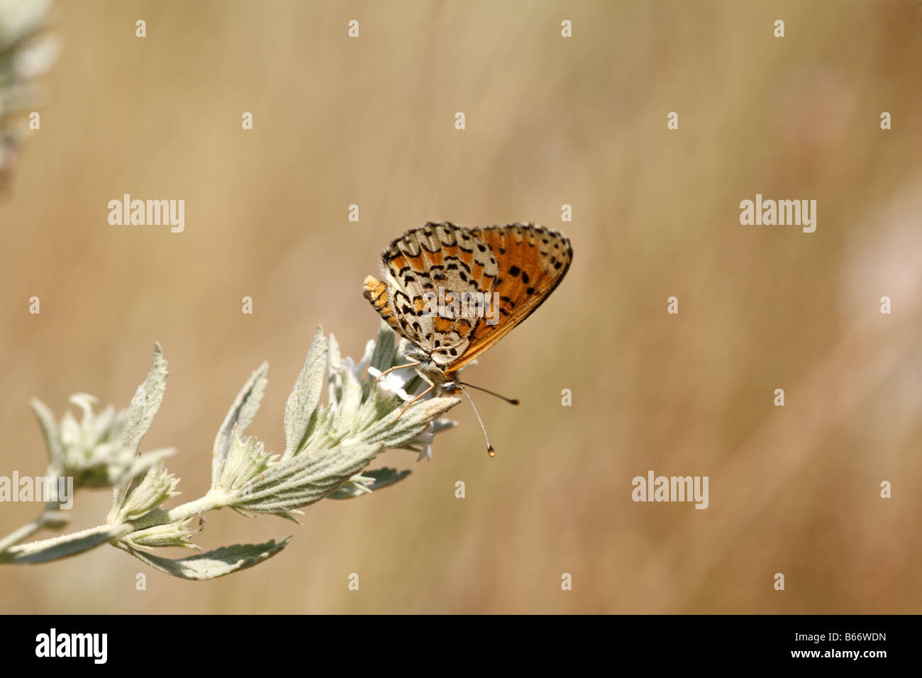 Lesser Spotted Fritillary Meliaea trivia near Krumovgrad Stock Photo ...