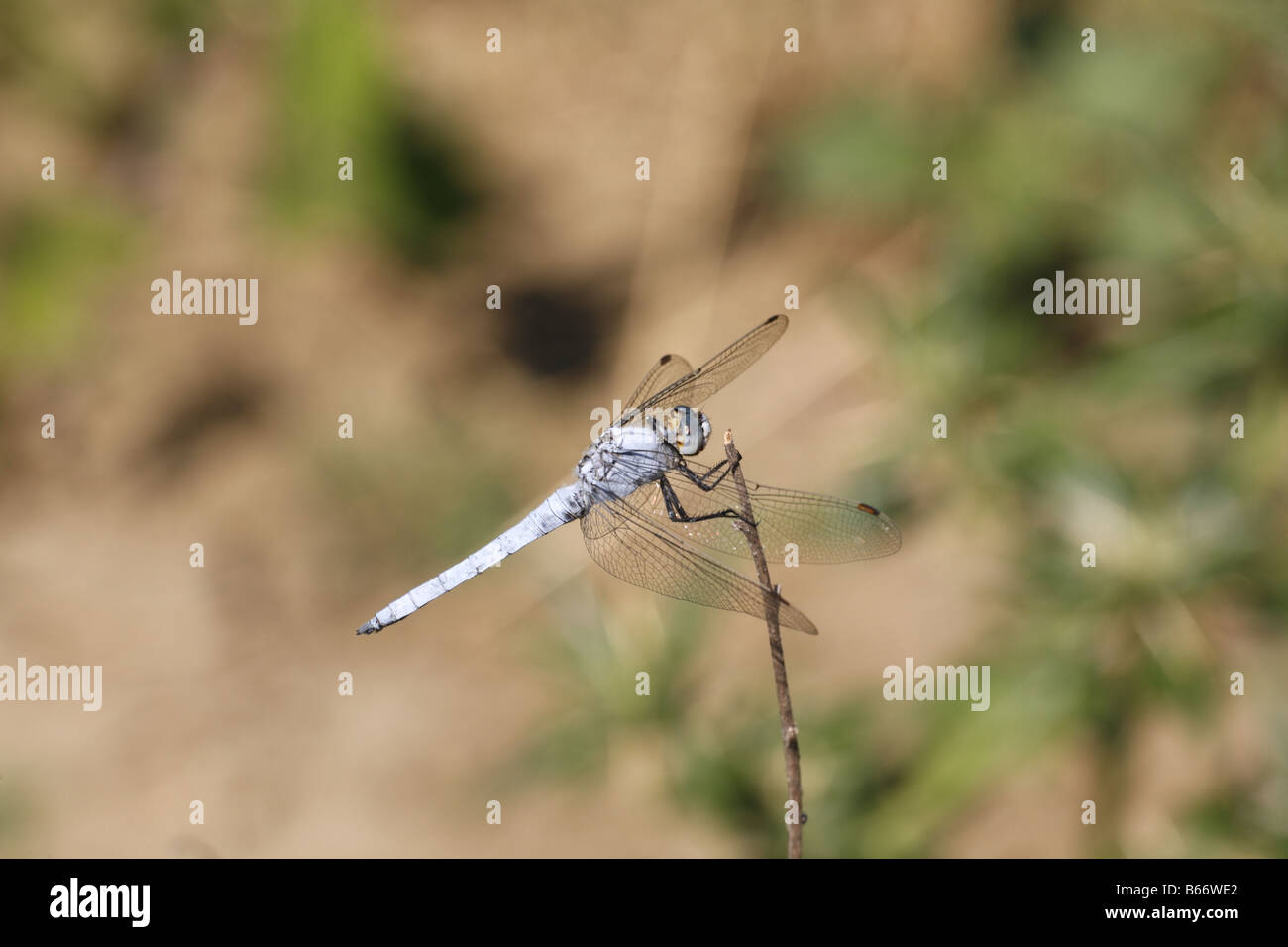 Southern Skimmer Orthetrum brunneum Stock Photo - Alamy