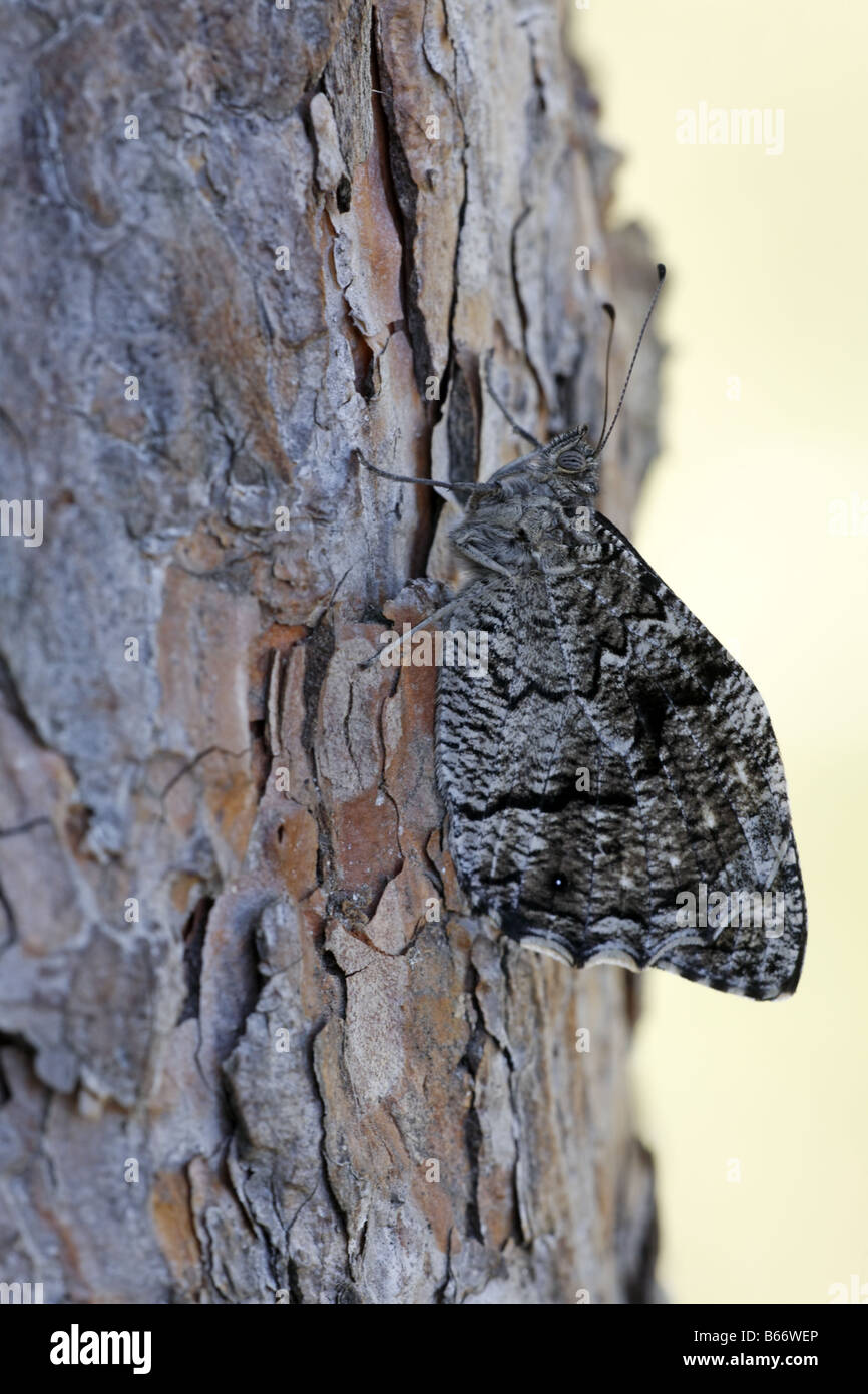 Eastern Rock Grayling Hipparchia fagi Stock Photo - Alamy