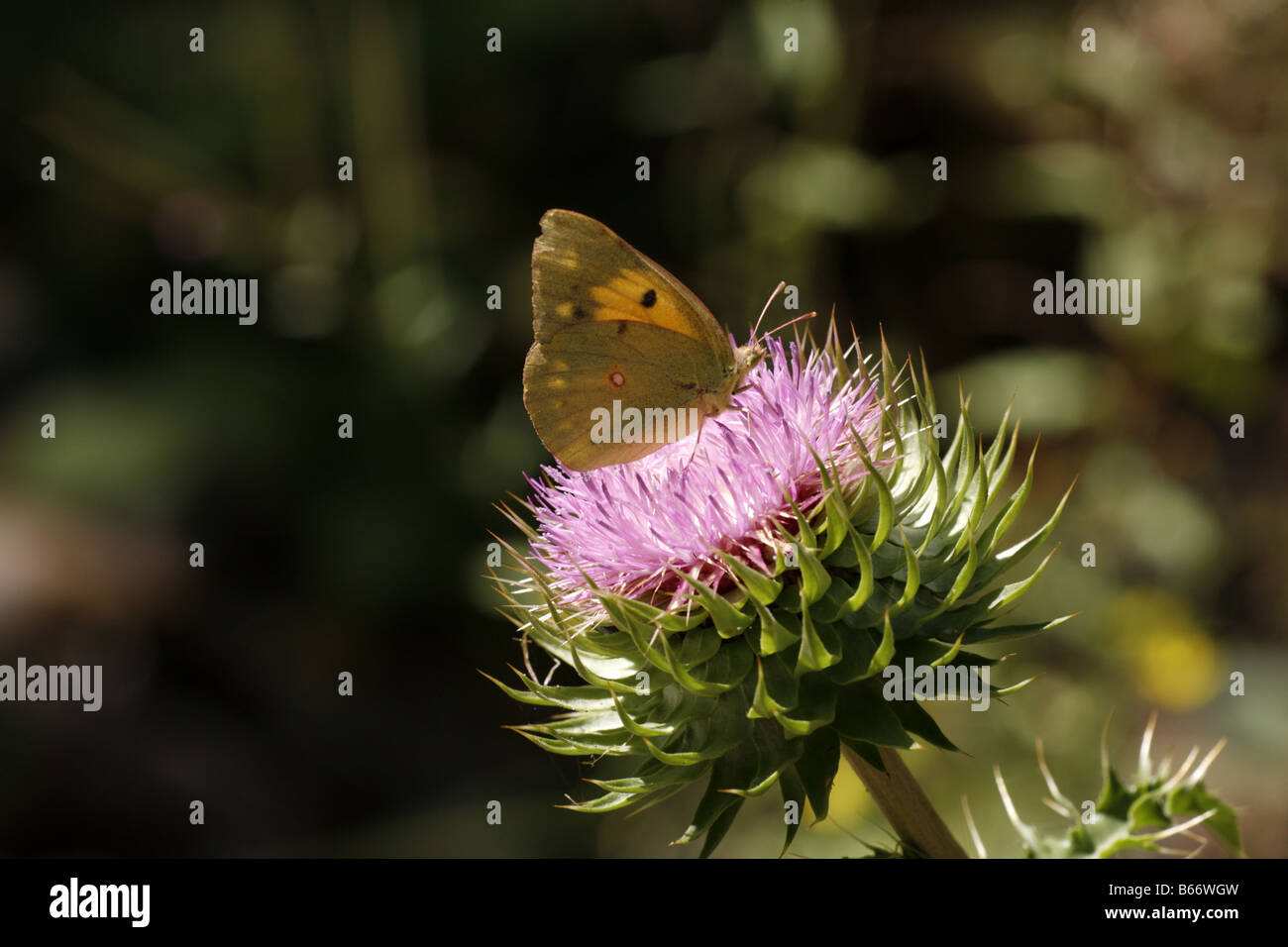 Crocea hi-res stock photography and images - Alamy