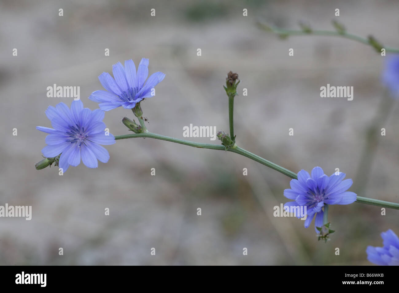 Chicory Chicorium intybus Stock Photo - Alamy