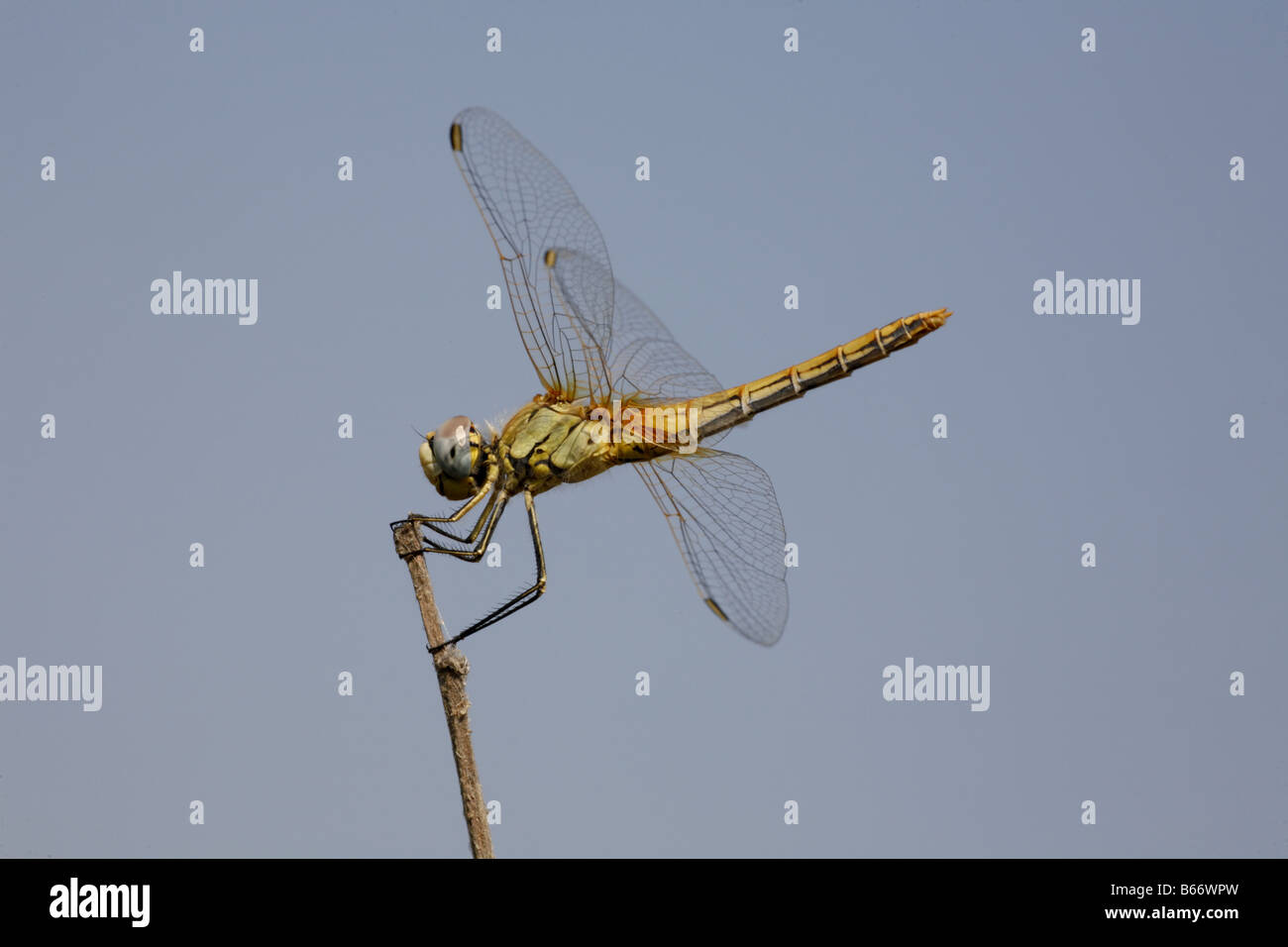 Female darter hi-res stock photography and images - Alamy
