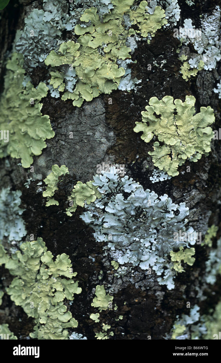 Lichen on Kermes Oak tree bark, Provence, France Stock Photo - Alamy