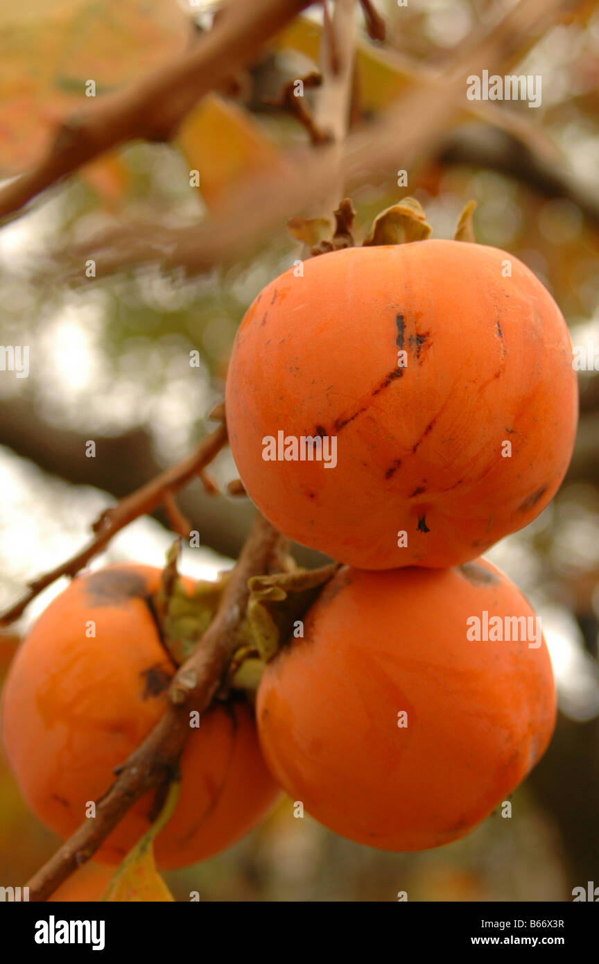 khaki tree fruits orange autumn fall mature fully grown natural ...