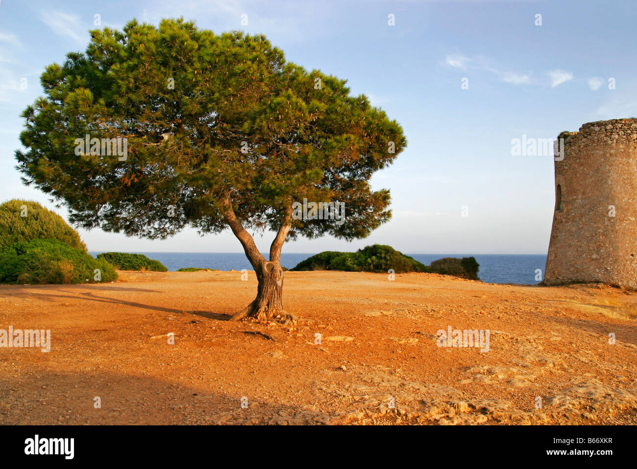 Mallorca insel meer sea holiday landscape tree green beautiful nice ...