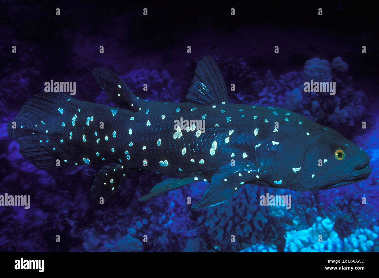 Coelacanth prehistoric lobe finned fish hi-res stock photography and ...