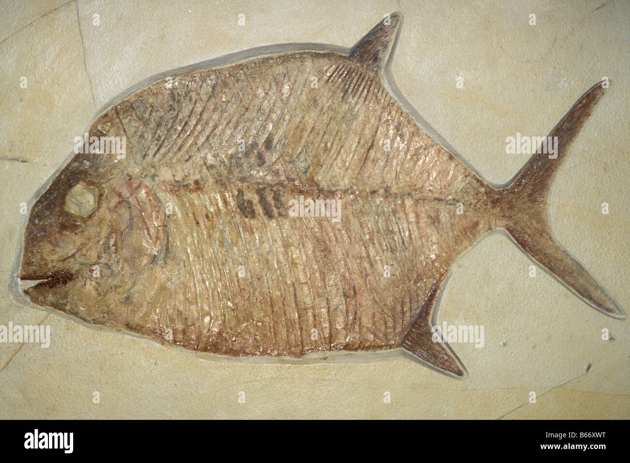 Fossil fish hi-res stock photography and images - Alamy