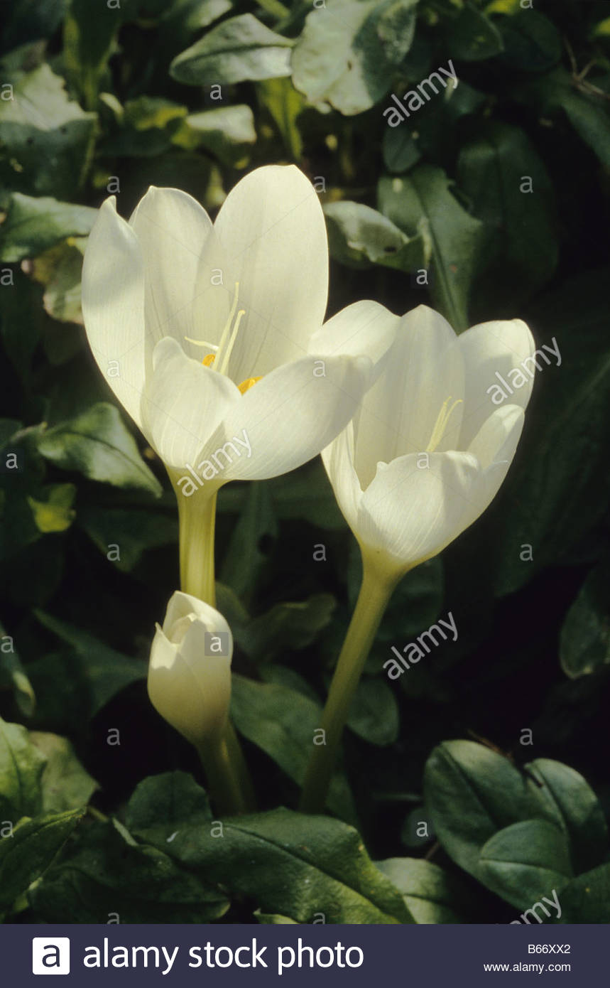 Colchicum Speciosum Stock Photos & Colchicum Speciosum Stock Images - Alamy