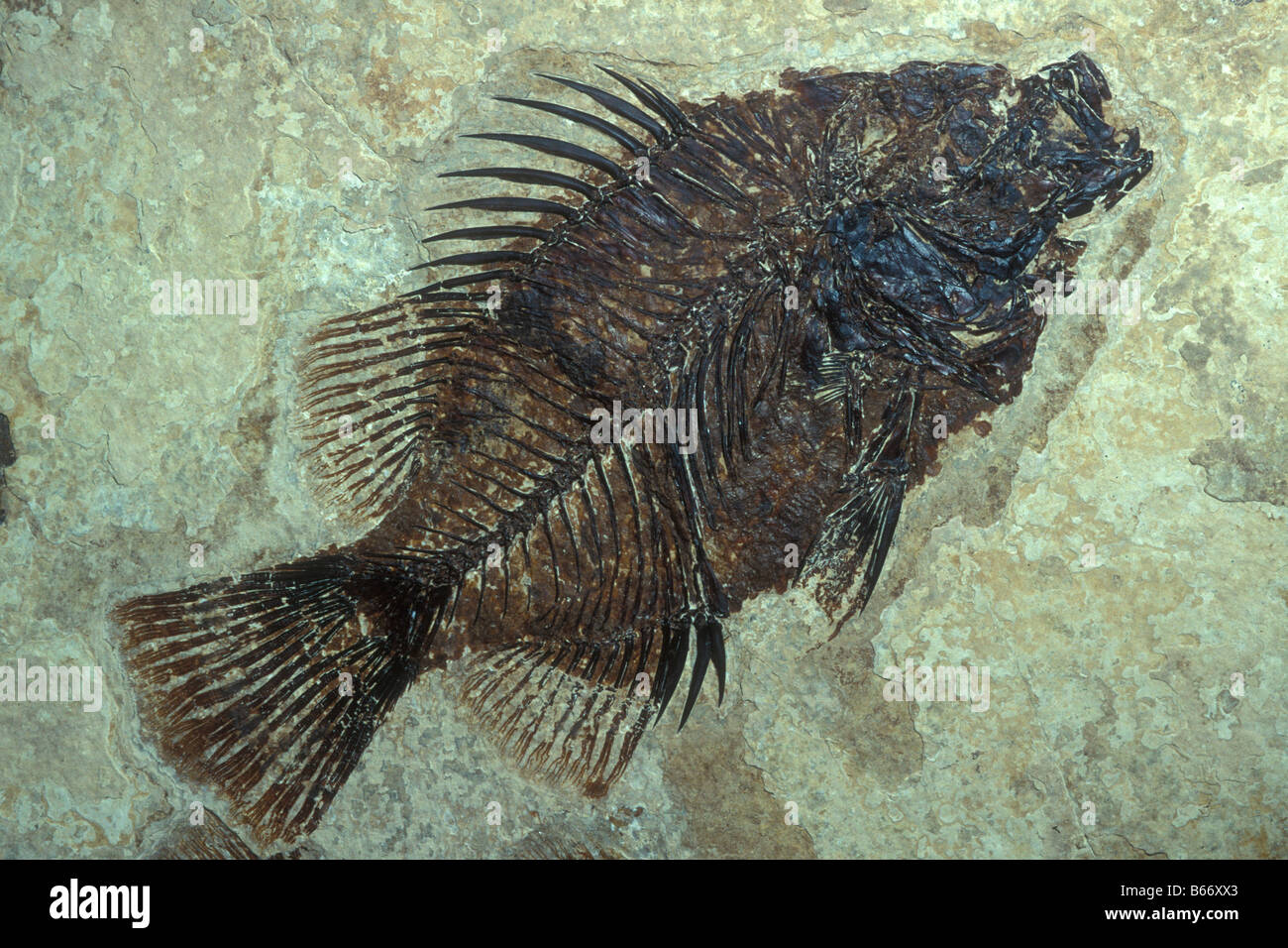 Paleogene mammal hi-res stock photography and images - Alamy