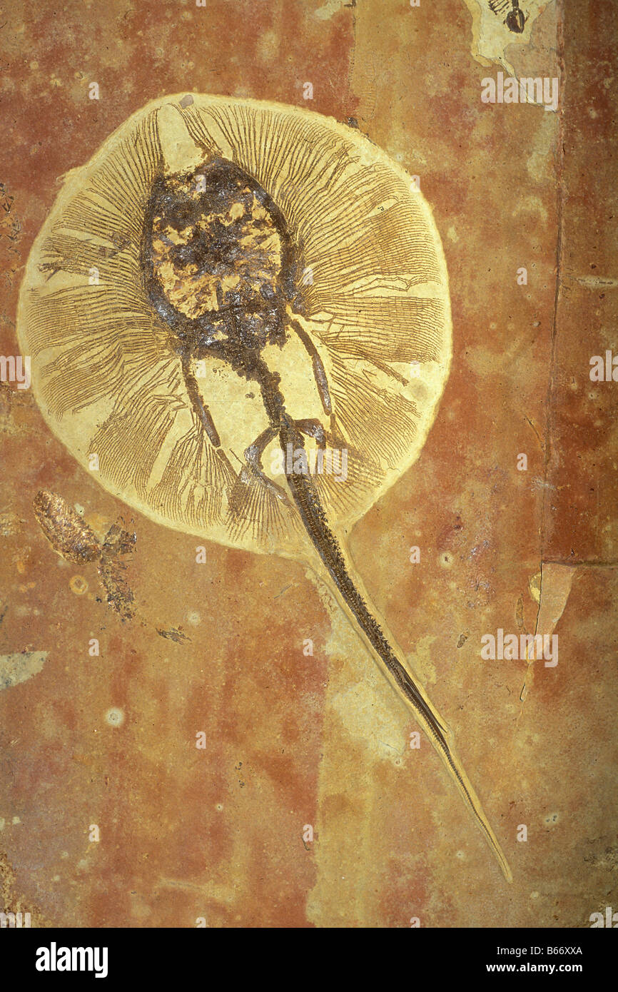 Paleogene mammals hi-res stock photography and images - Alamy