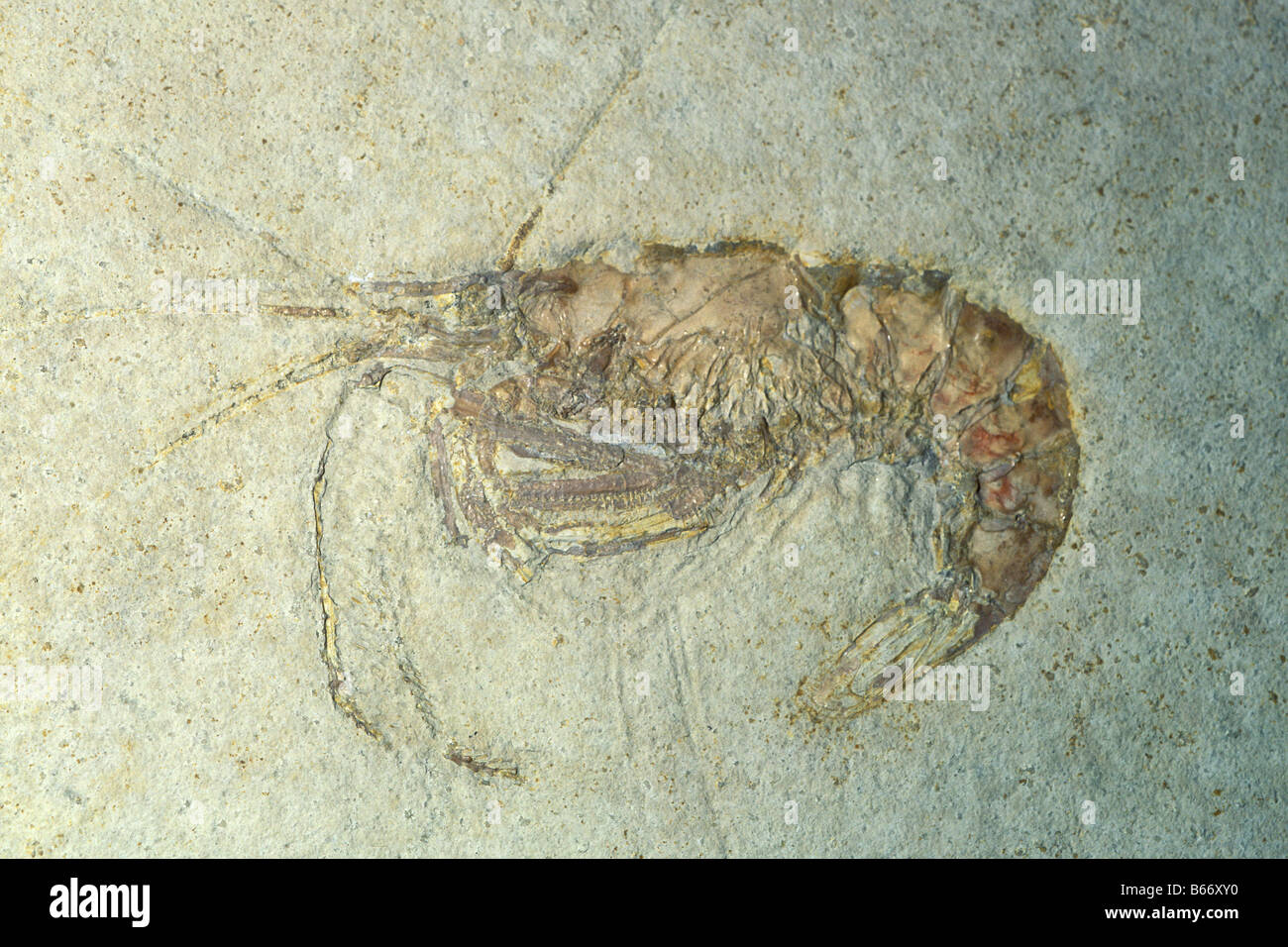 Fossil crab extinct hi-res stock photography and images - Alamy