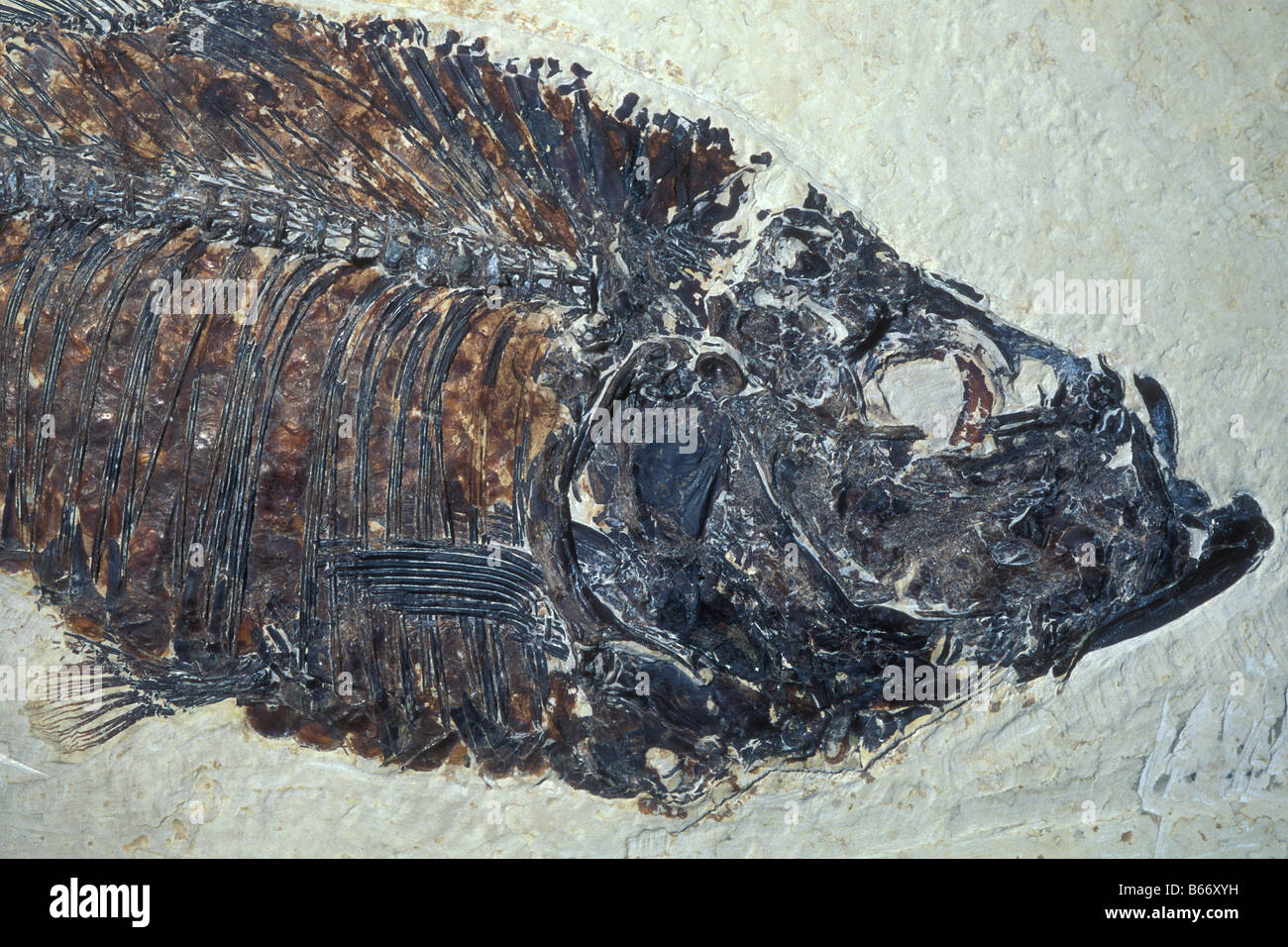 Fossil fish Eocene Period Diplomystus dentatus Green River Formation ...