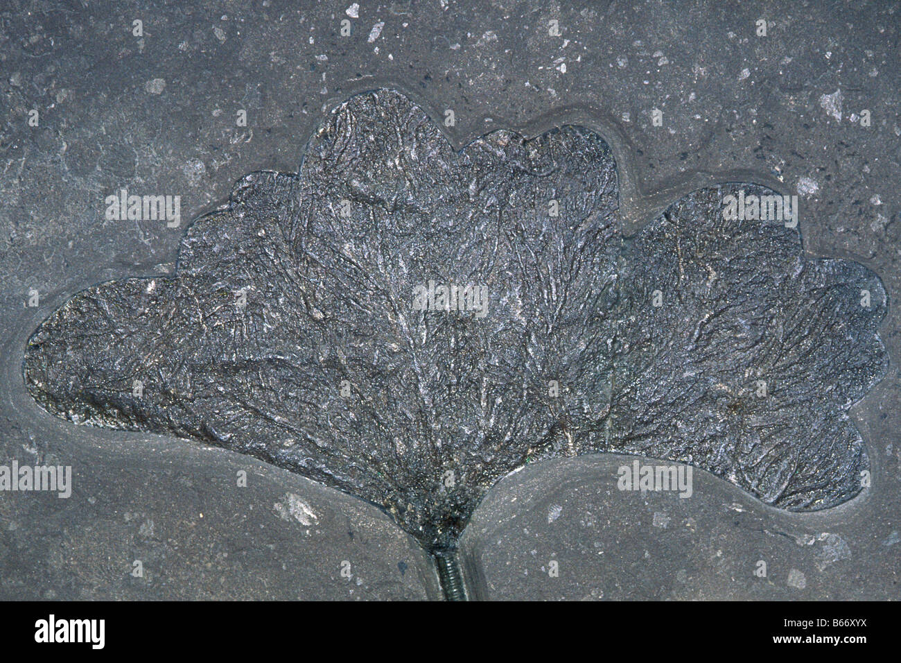 Echinodermata fossils hi-res stock photography and images - Alamy