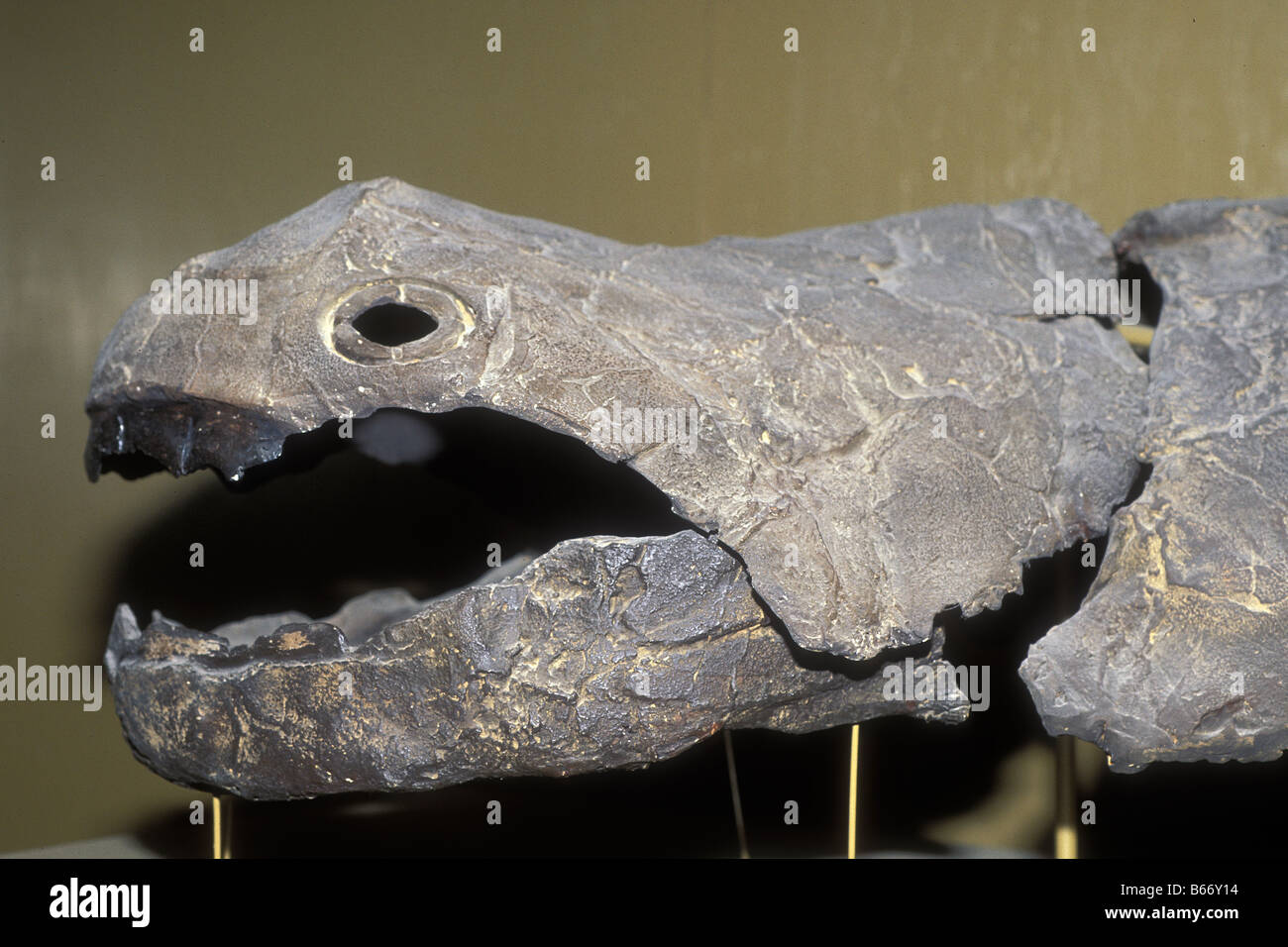 Fish Fishes Fossils High Resolution Stock Photography and Images - Alamy