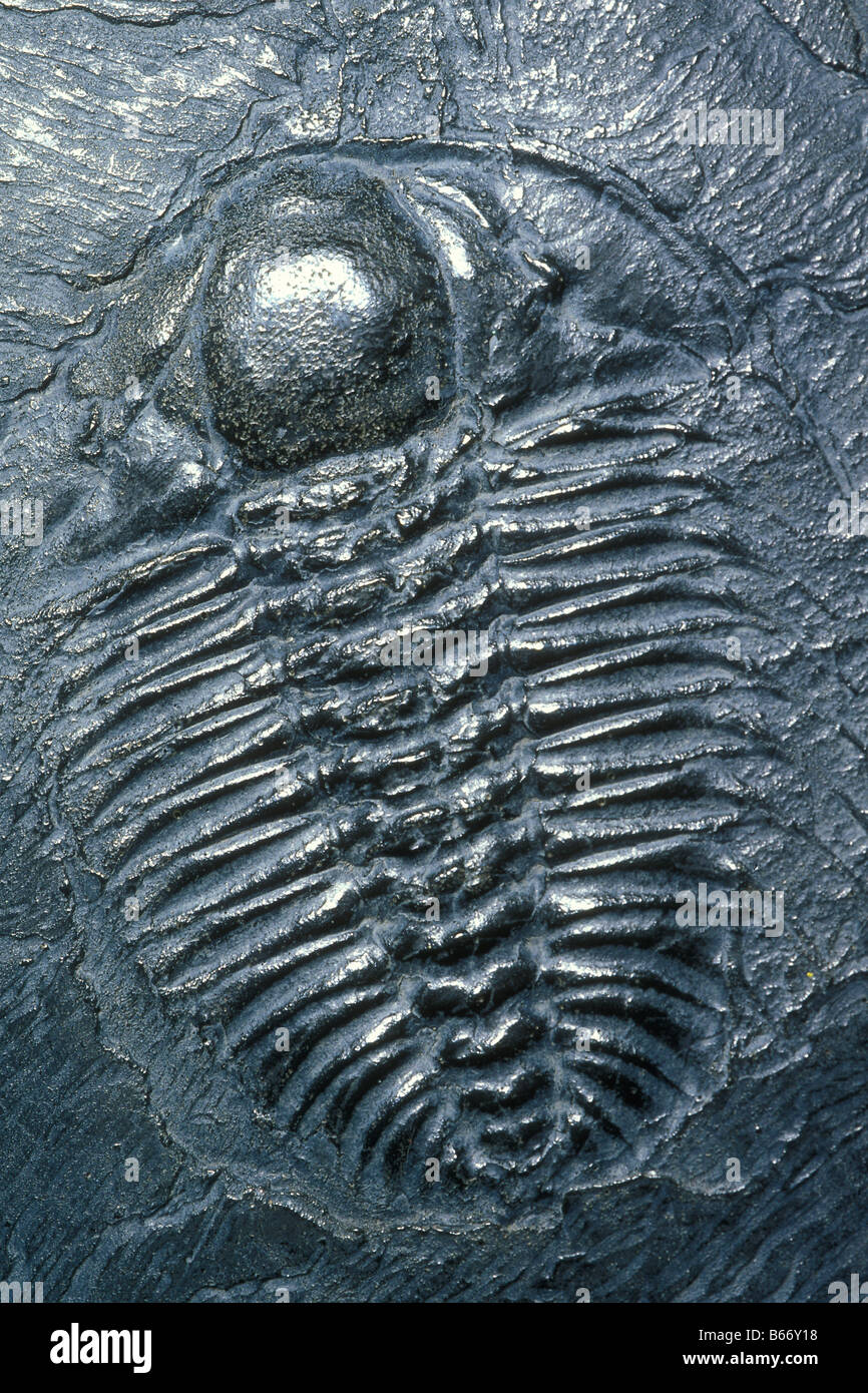 Geology trilobite fossil arthropoda hi-res stock photography and images ...
