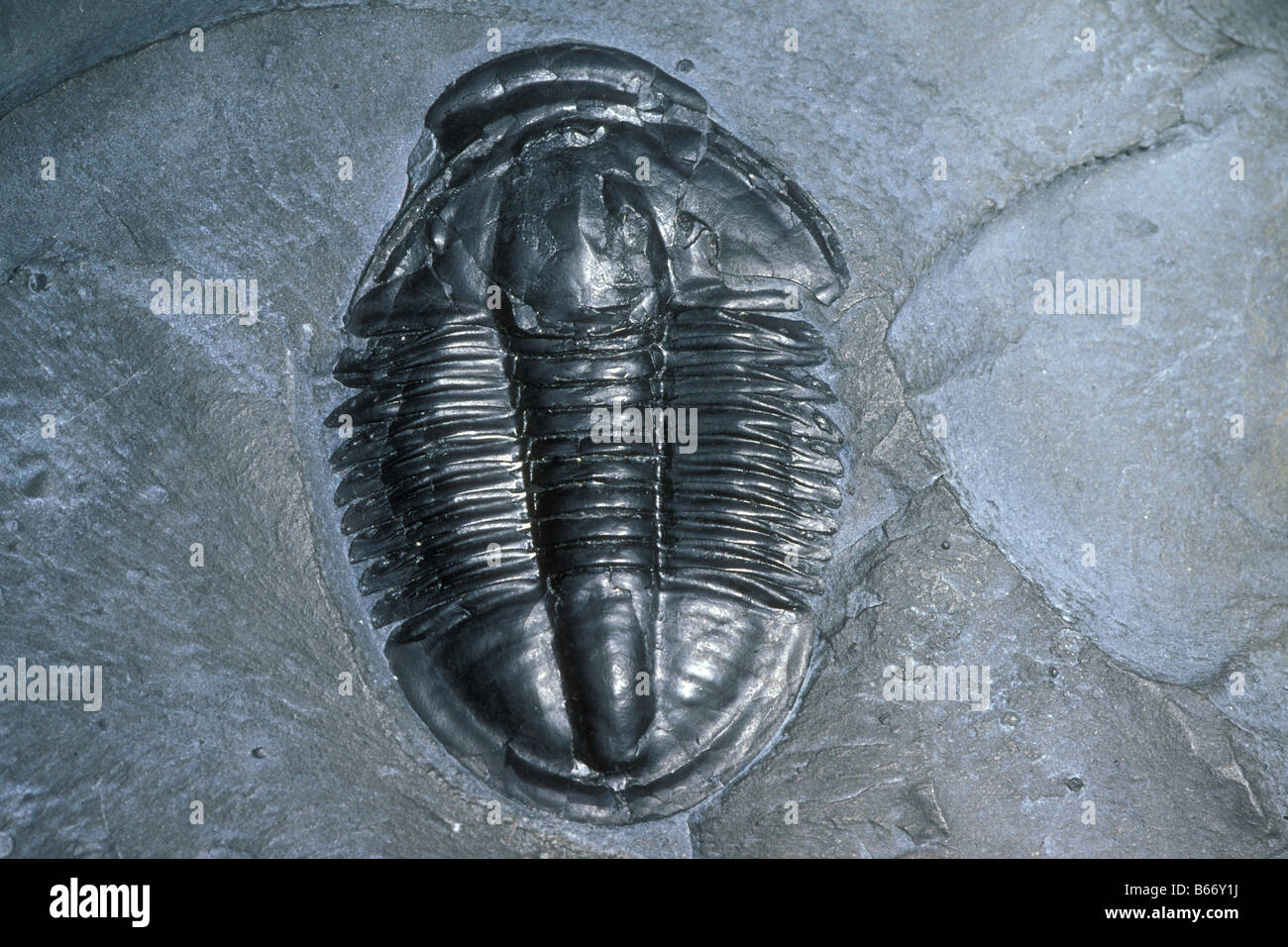 Trilobite Peronopsis Utah USA Stock Photo - Alamy