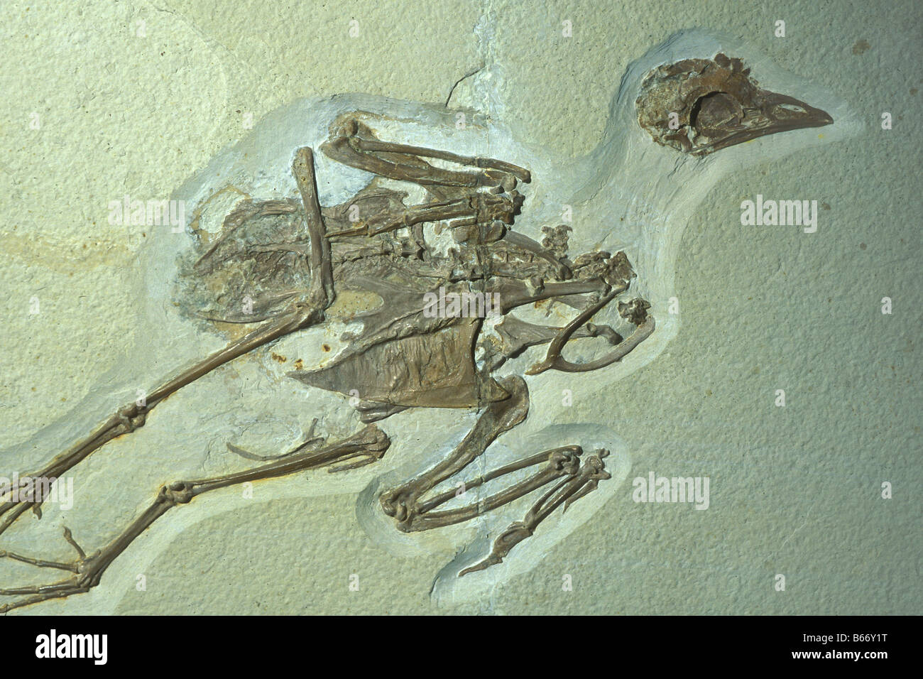 Gallinuloides wyomingensis hi-res stock photography and images - Alamy