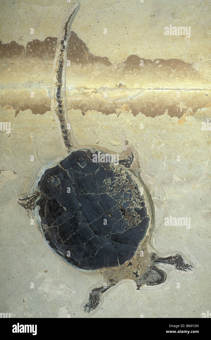 Fossils of sea turtles hi-res stock photography and images - Alamy
