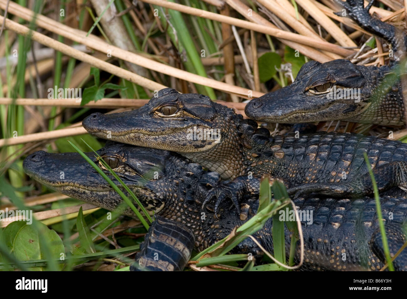 Baby american alligator florida usa hi-res stock photography and images ...