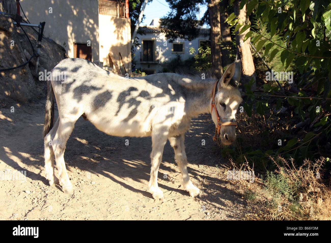 Dapple-grey male donkey eating grass Stock Photo - Alamy