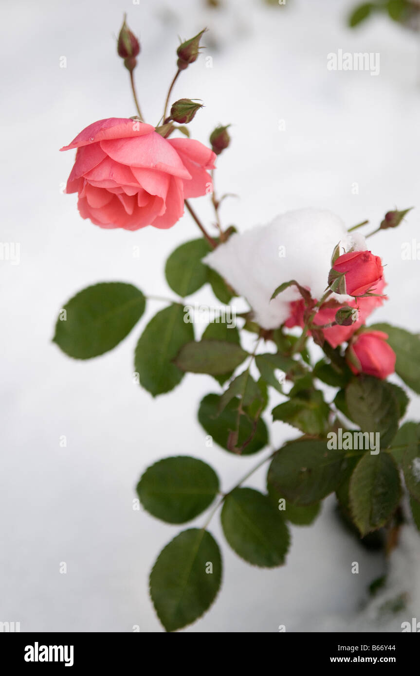 Pink roses in the snow Stock Photo - Alamy